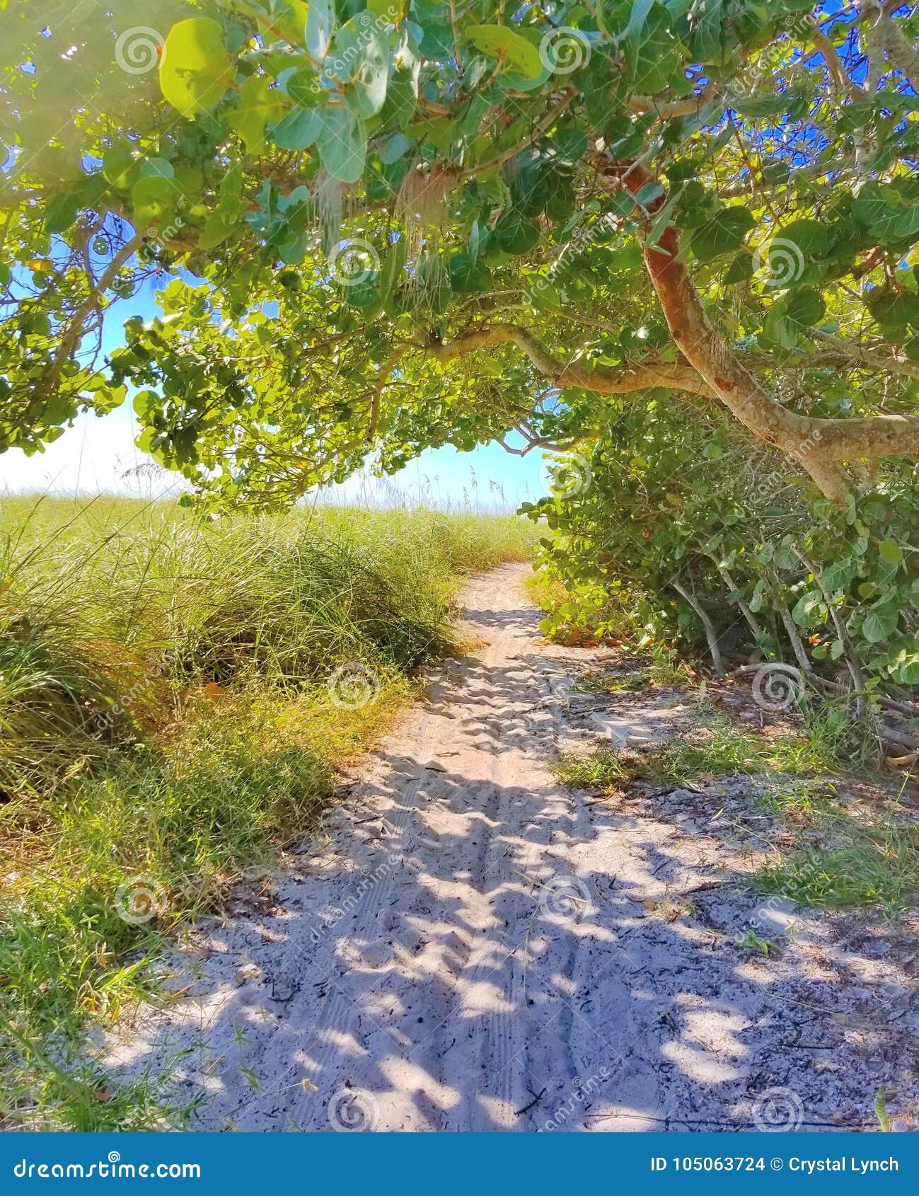 Ocean Path stock photo. Image of ocean, beautiful, nature - 105063724