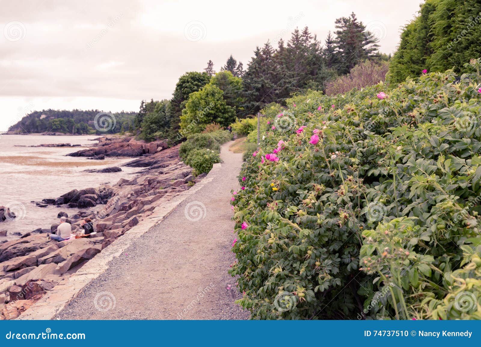 Ocean Path Cliff, Acadia National Park, Bar Harbor Maine Royalty-Free ...
