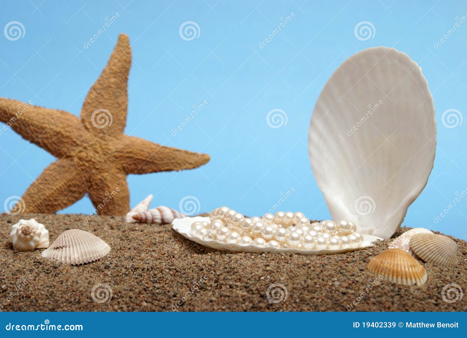 Ocean Pearls stock image. Image of summer, shell, shore - 19402339