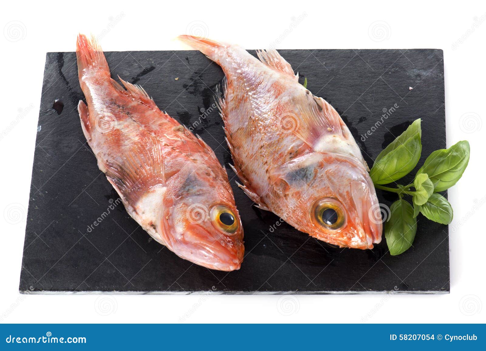 Ocean perch stock photo. Image of food, sebastes, studio - 58207054