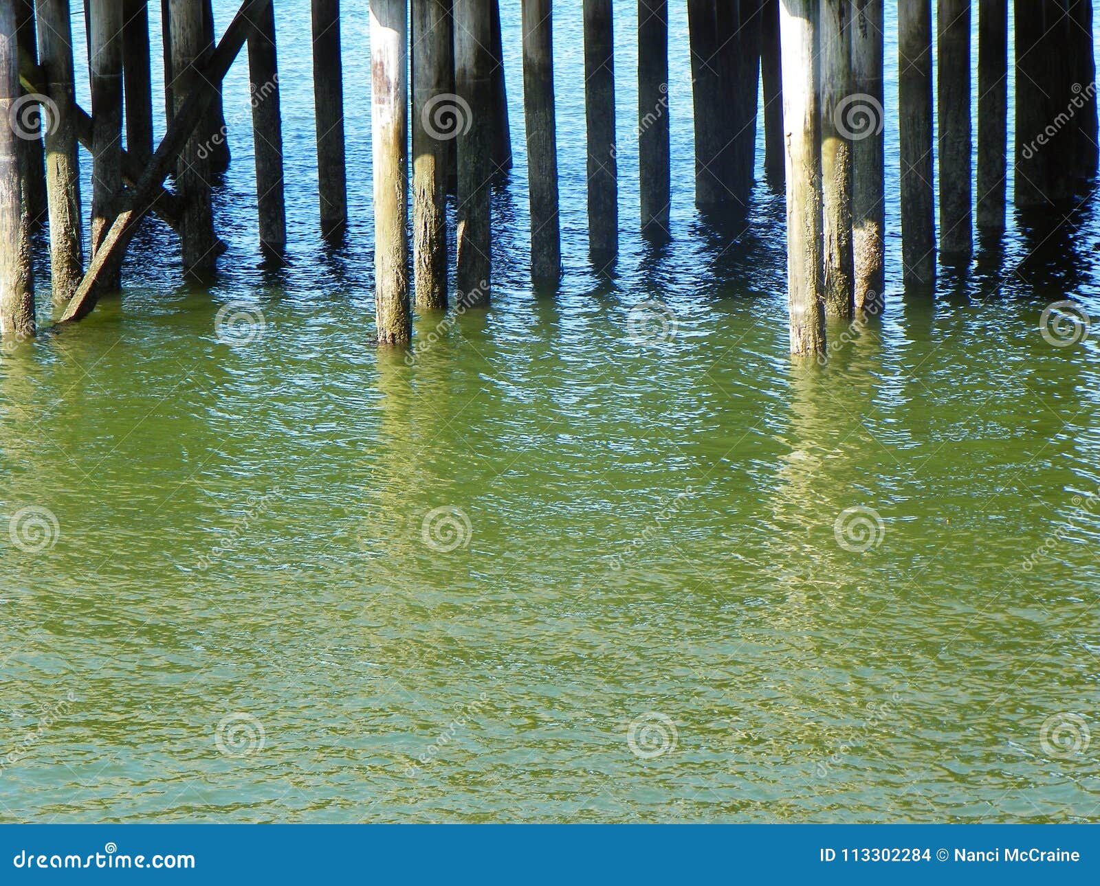 Ocean Pier Log Piling Surrounded by Green Seawater Stock Photo - Image ...