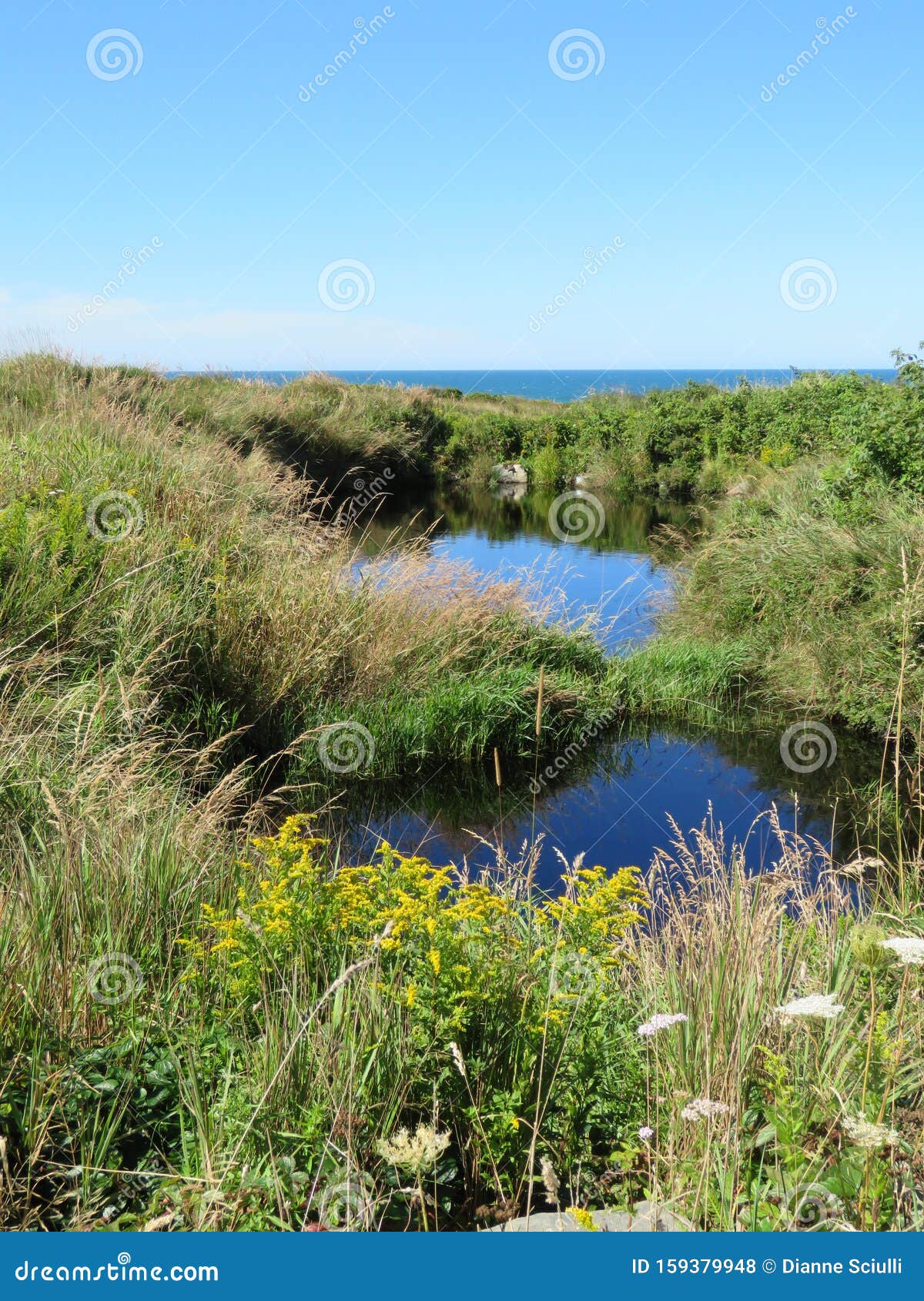 Ocean Pond stock photo. Image of ocean, wildflowers - 159379948