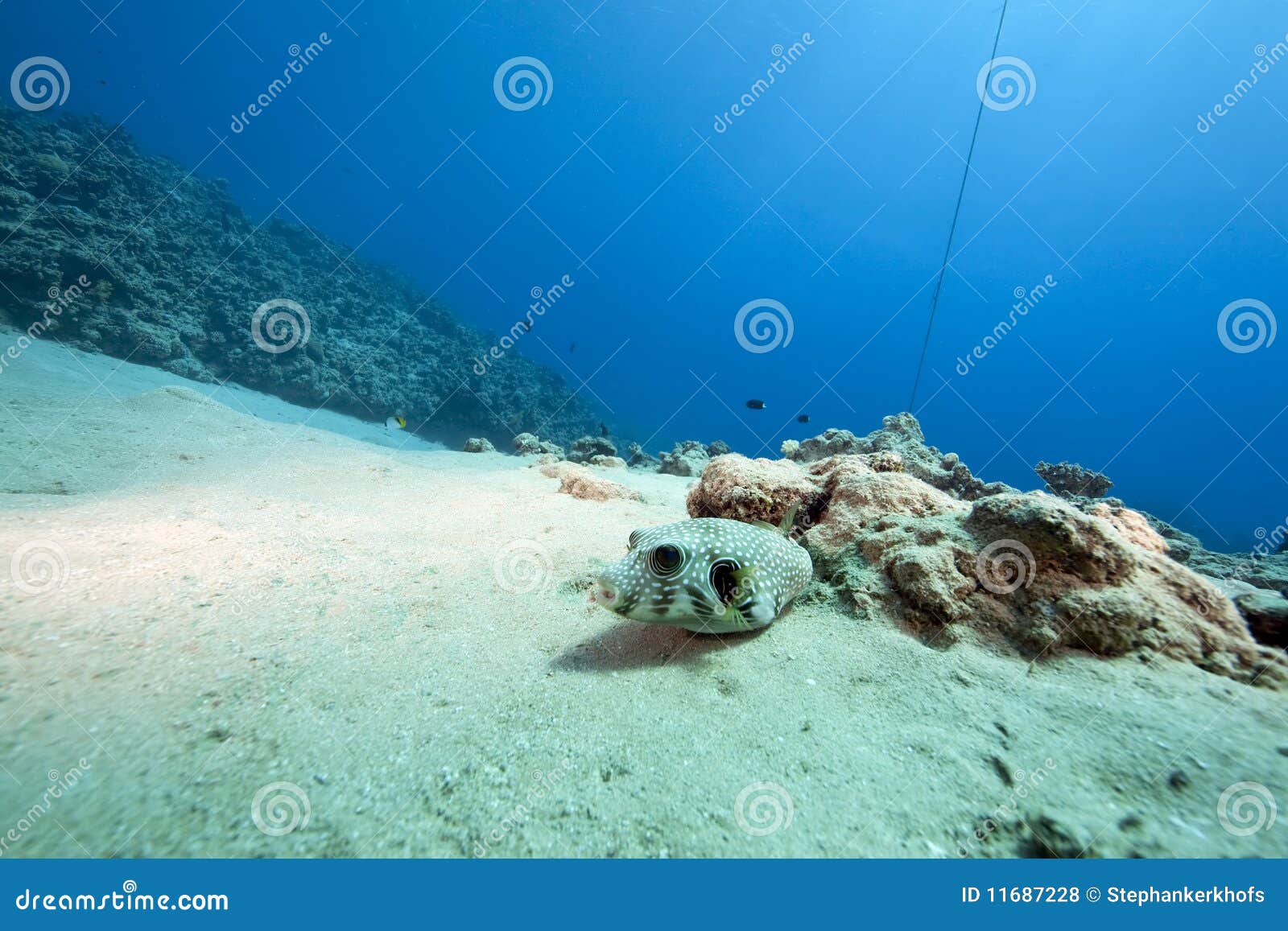 Ocean and pufferfish stock photo. Image of summer, idyllic - 11687228