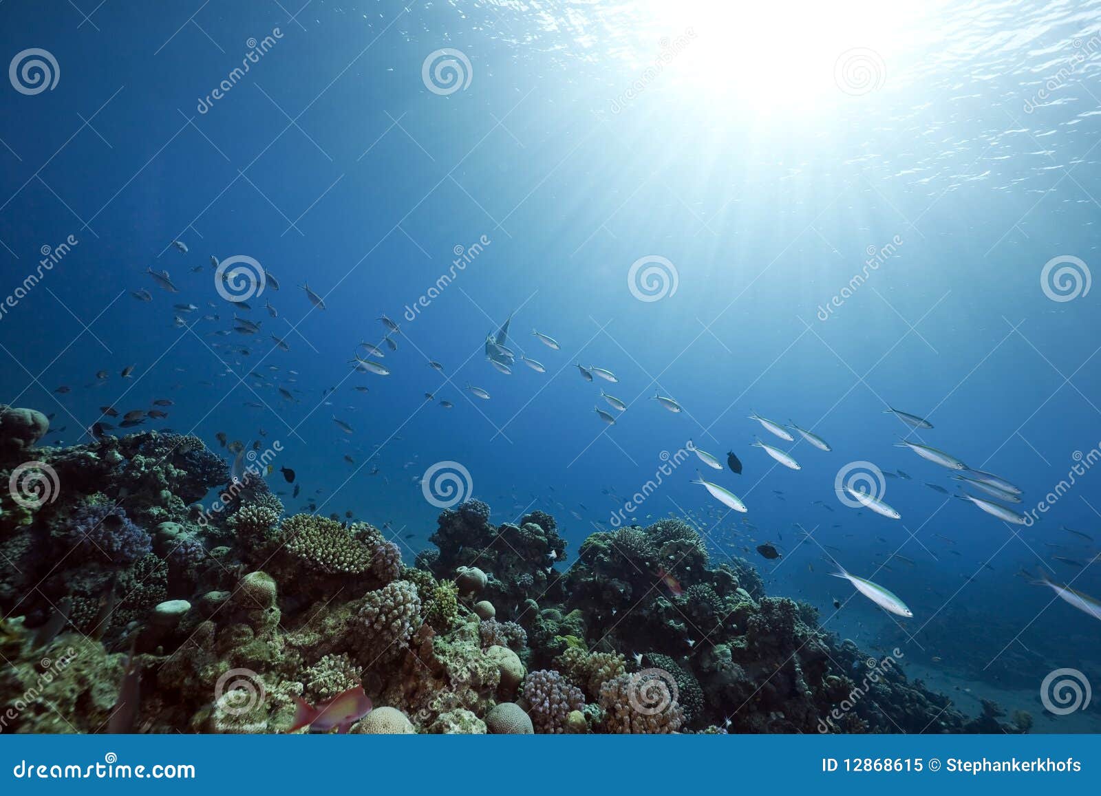 Ocean, reef and fish stock image. Image of colony, salt - 12868615