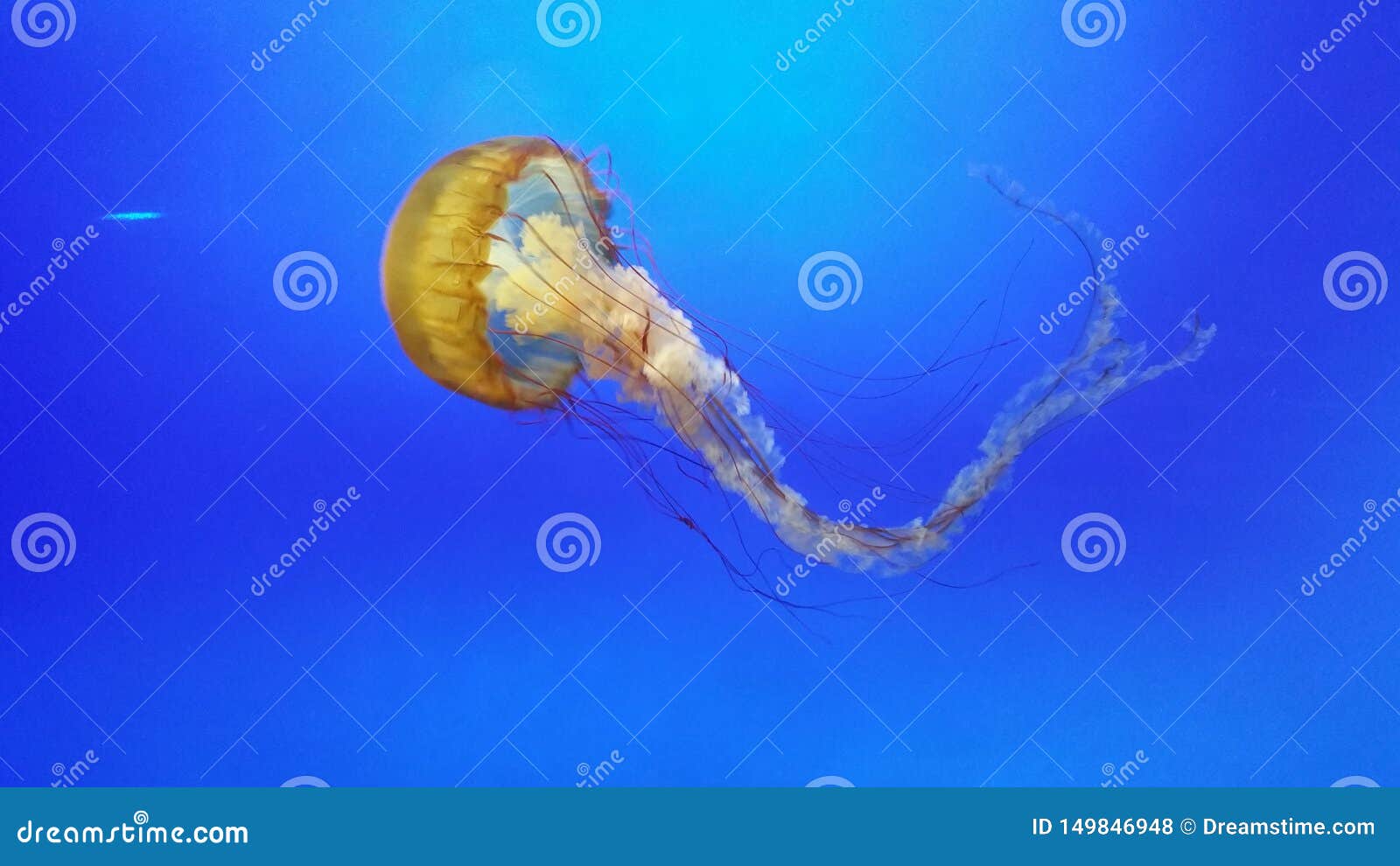 The Ocean jellyfish stock photo. Image of angels, tranquil - 149846948