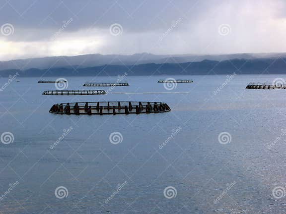Ocean Salmon Farm 1 stock image. Image of aquatic, cold - 343555