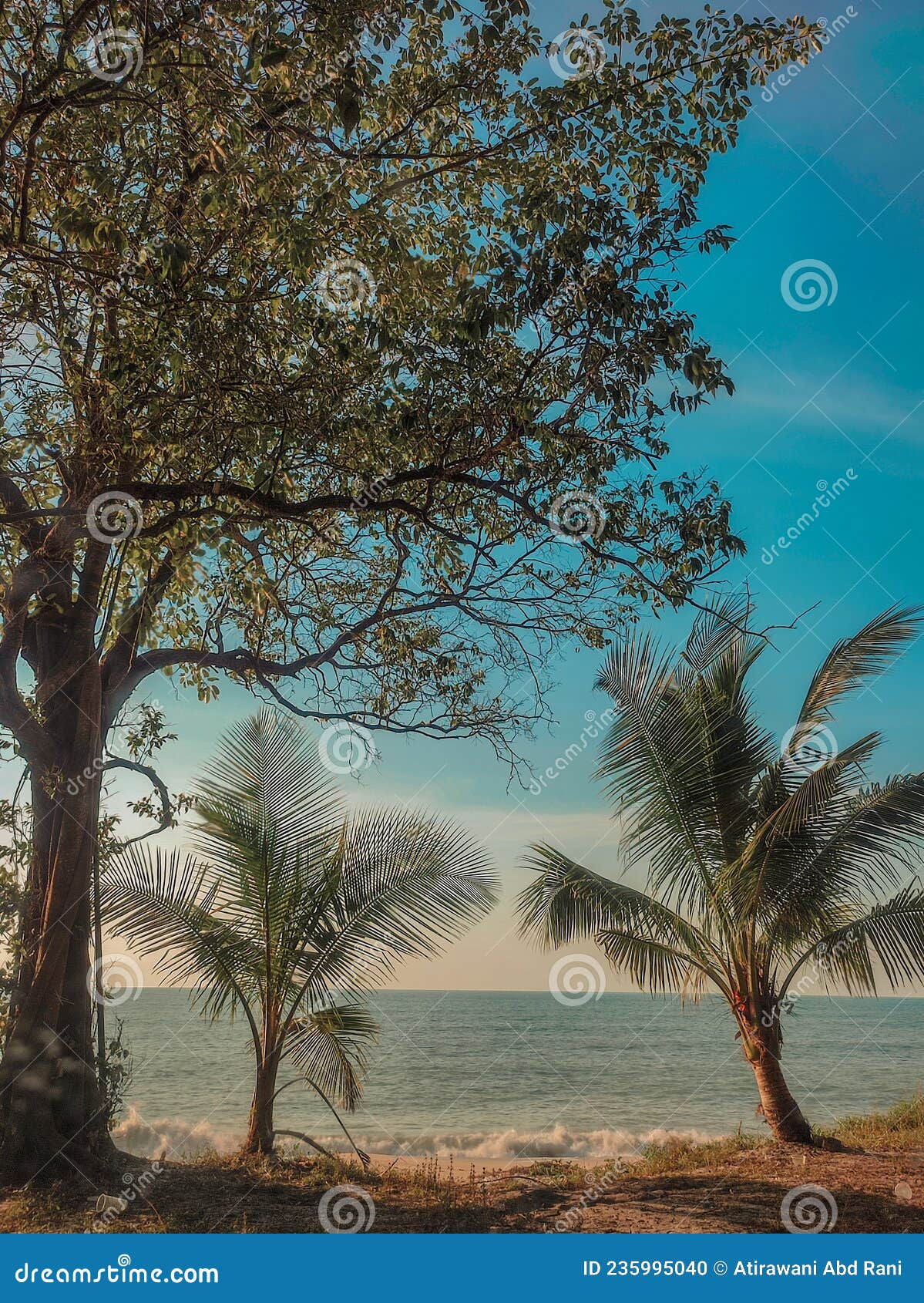 Ocean scenery huge tree editorial image. Image of huge - 235995040