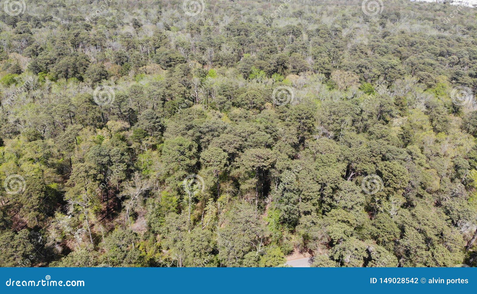 Ocean Sea Miami Florida Forest Stock Photo - Image of florida, miami ...