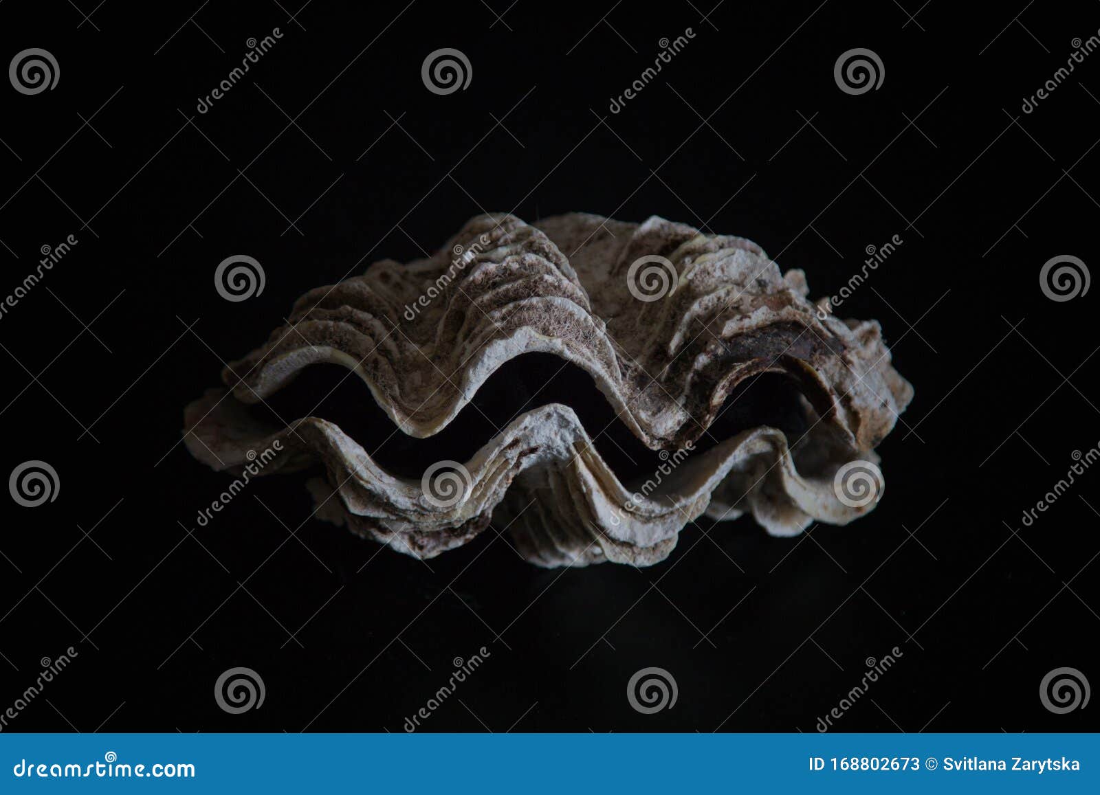 The Sea Shell on a Black Background Stock Image - Image of card, color ...