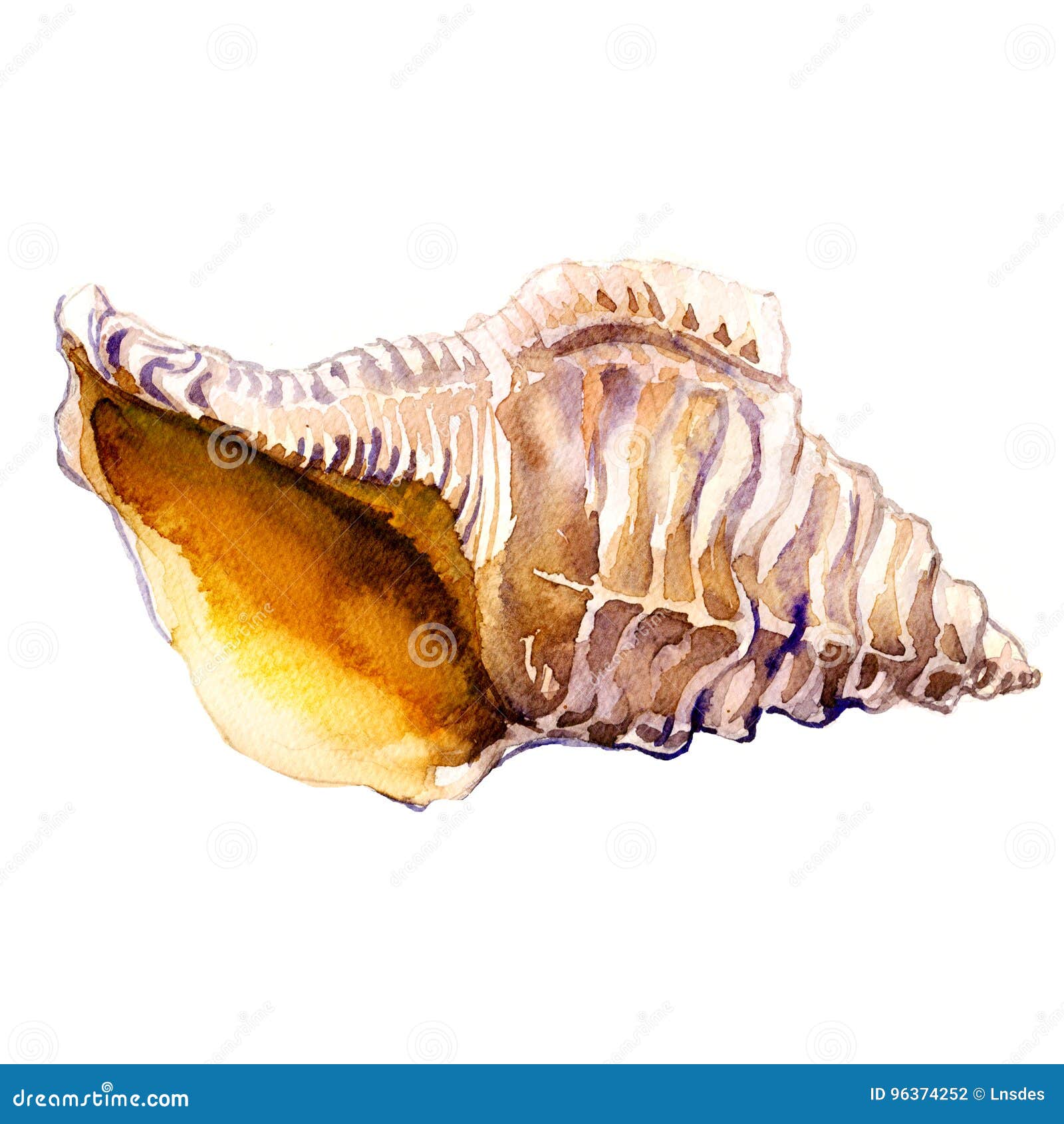 Ocean Seashell, An Empty Shell Of A Sea Mollusk. Colorful Cartoon ...