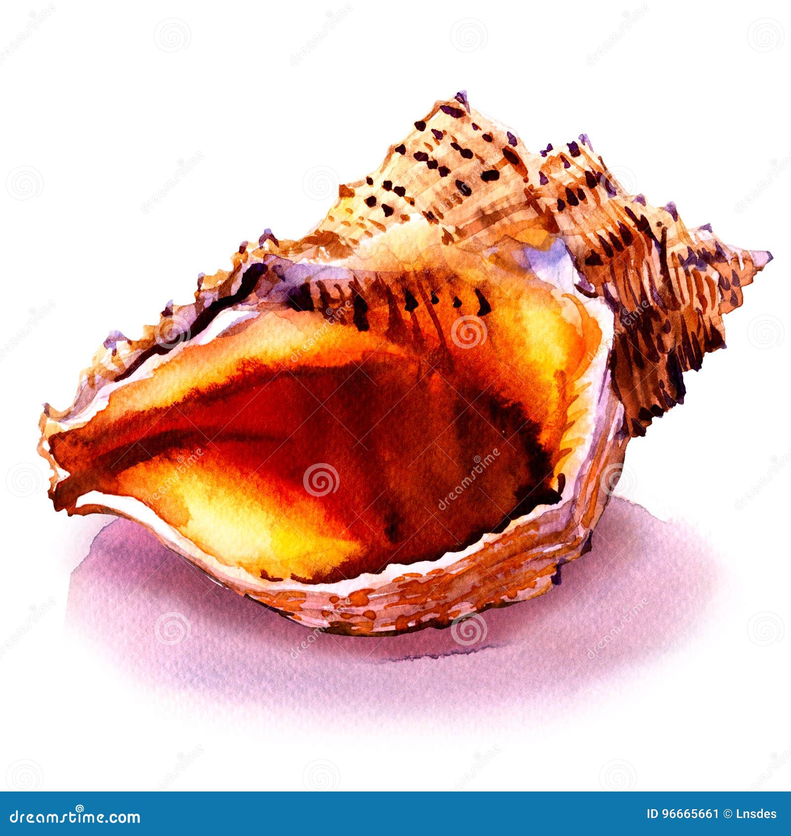 Ocean Seashell, An Empty Shell Of A Sea Mollusk. Colorful Cartoon ...