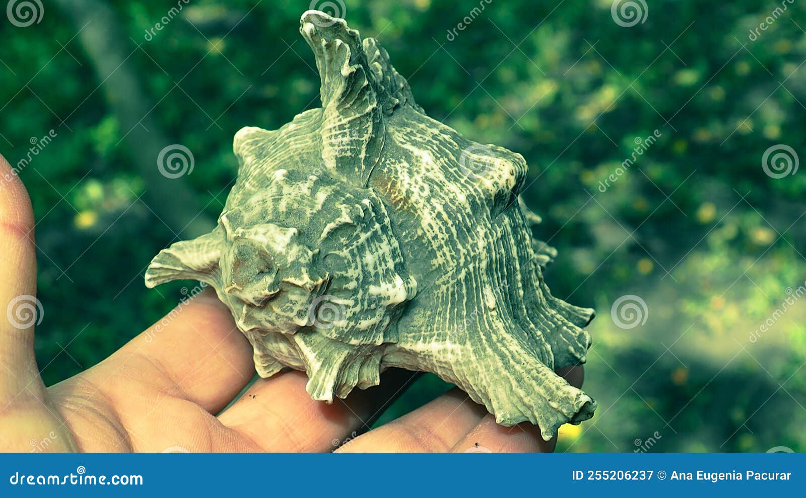 Ocean Seashell with a Nice Color and Fine Lines Stock Image - Image of ...