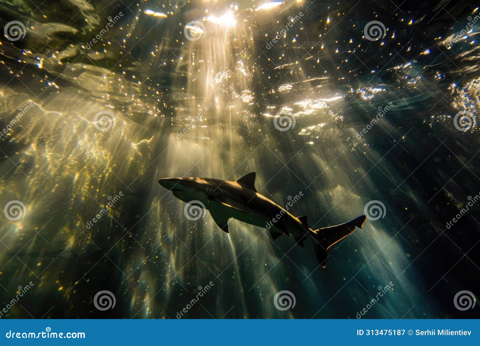 Ocean Shark Bottom View from Below. Underwater Blue Sea, Clear Water ...