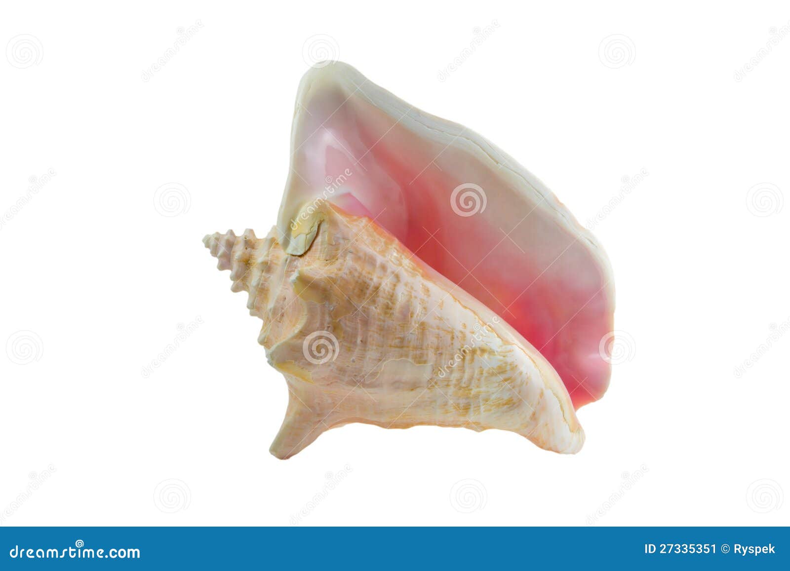 Ocean shell stock image. Image of biology, curve, isolated - 27335351