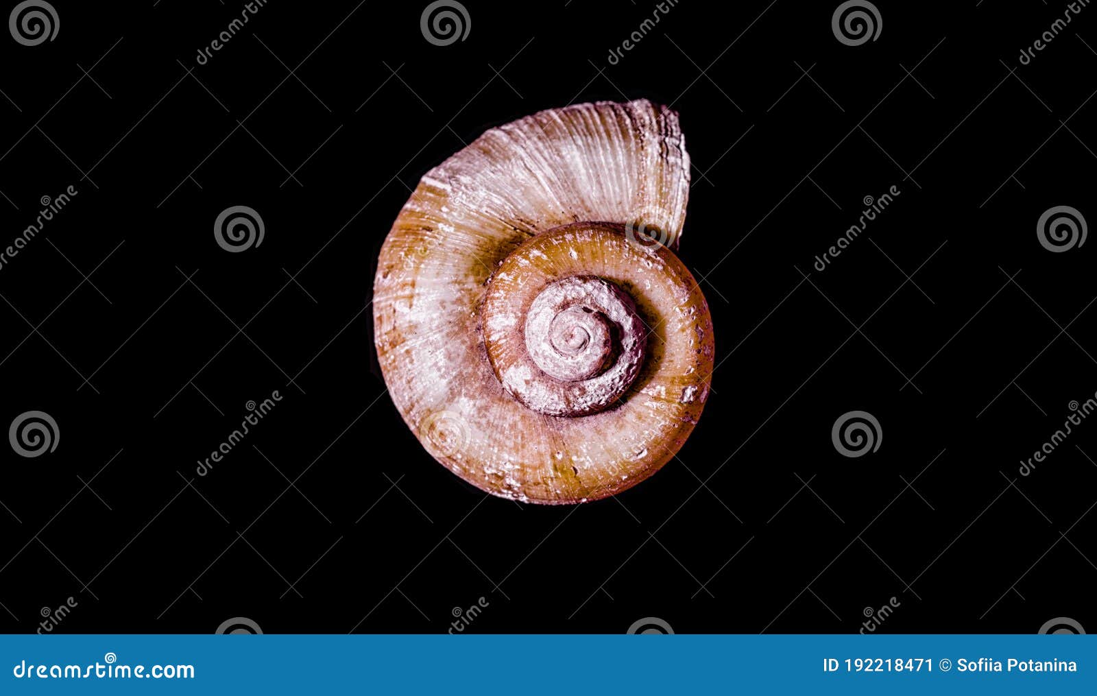 Ocean Shell on Black Background Stock Illustration - Illustration of ...