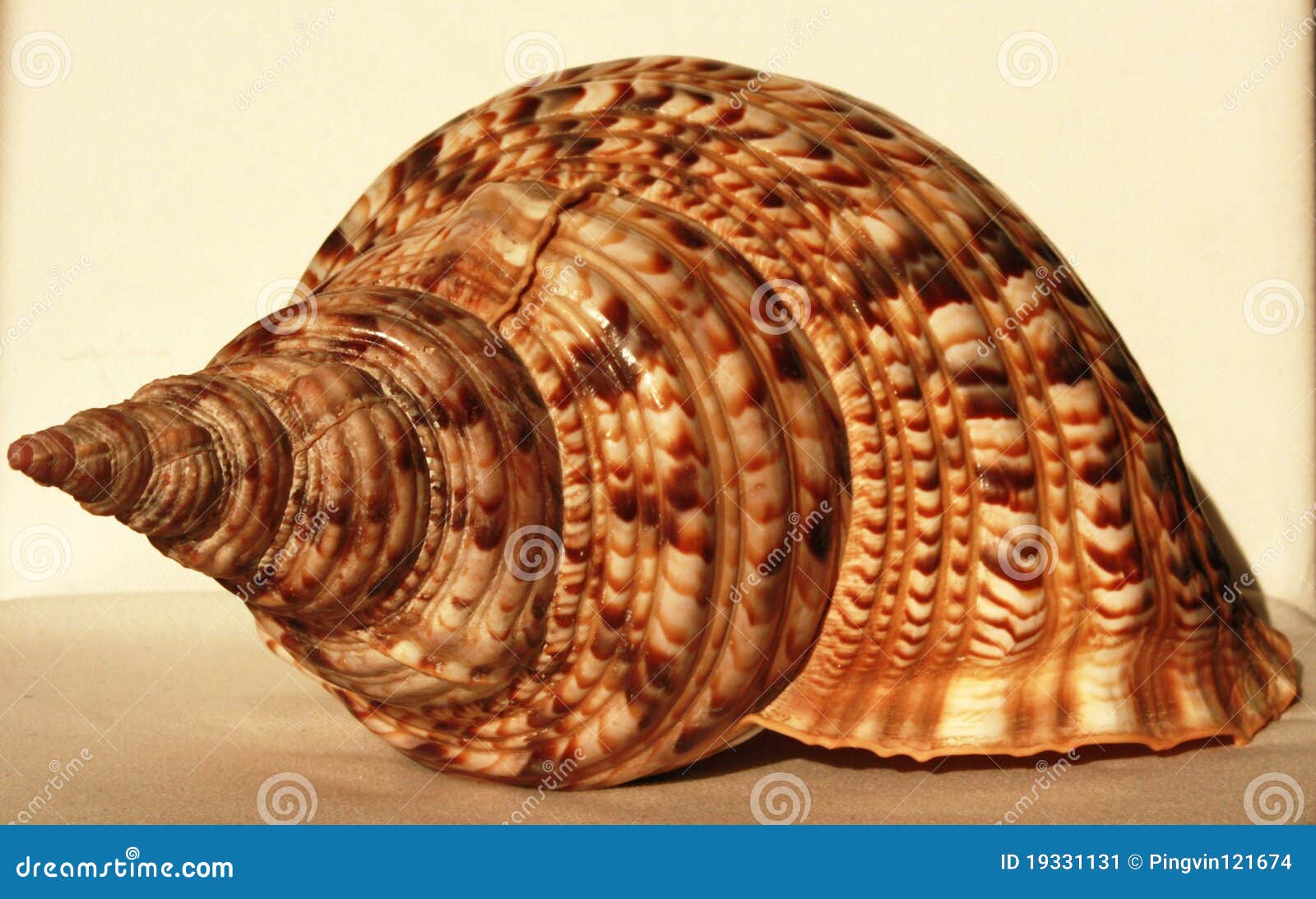 Ocean Shell Called Trumpet Triton Stock Image - Image of triton, yellow ...