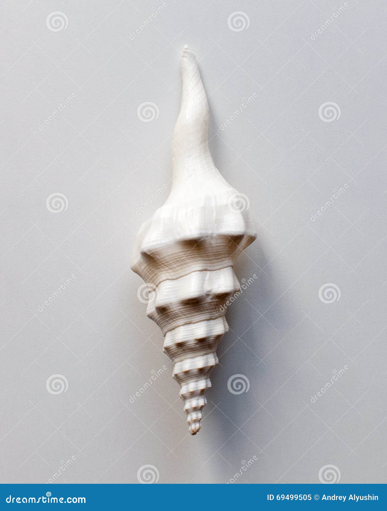 Ocean Shell Like Ice Cream Cone Royalty-Free Stock Photography ...