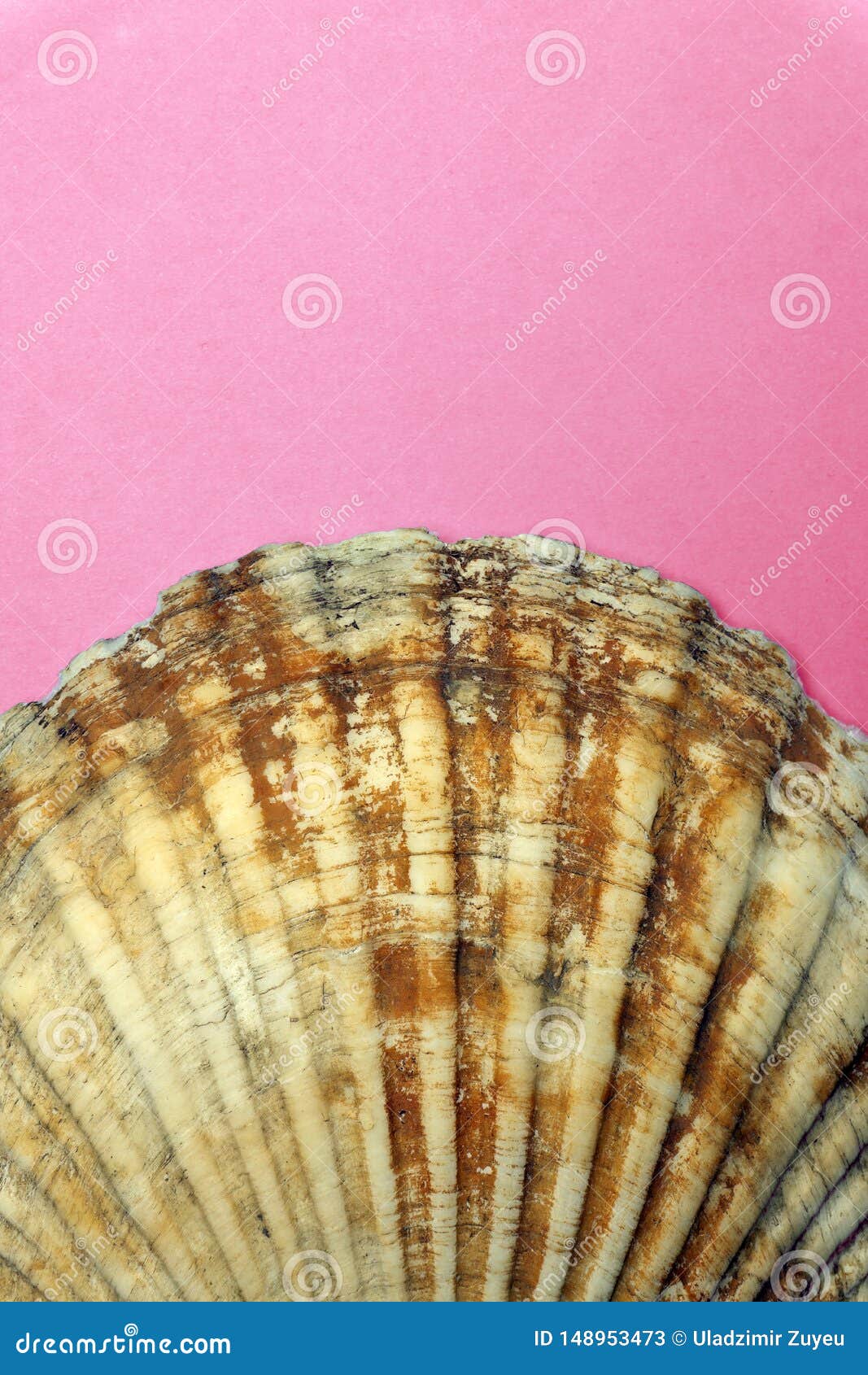 Ocean Shell Seashell Isolated on Colored Background. Shell Texture ...