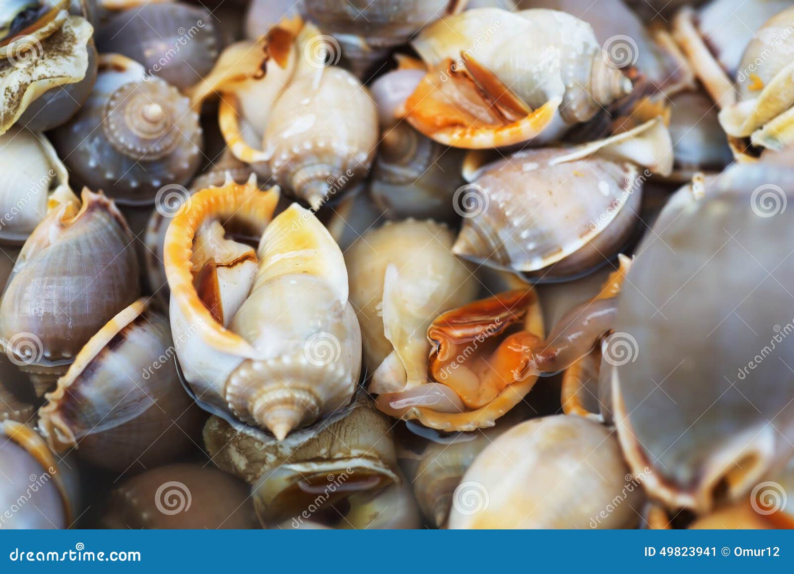Ocean shellfish on market stock image. Image of seafood - 49823941