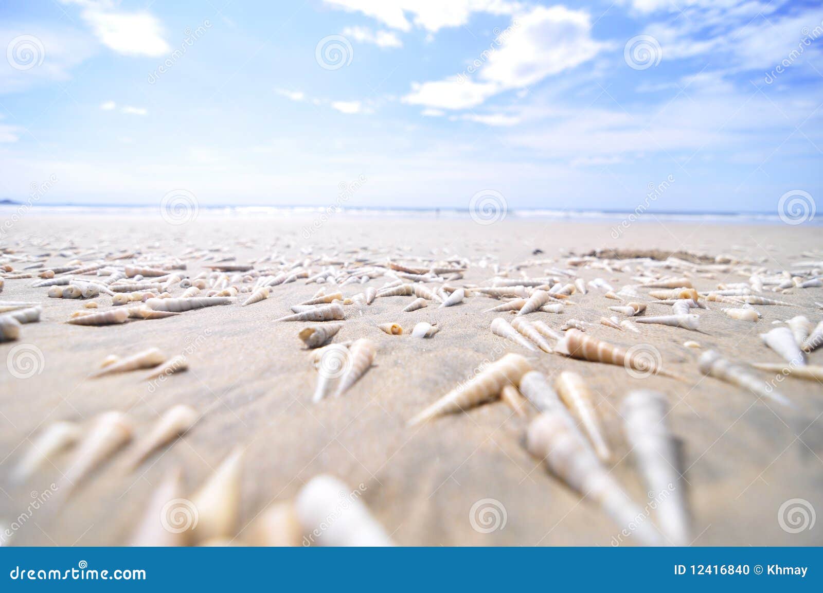 Ocean Shells Stock Photography | CartoonDealer.com #3518870