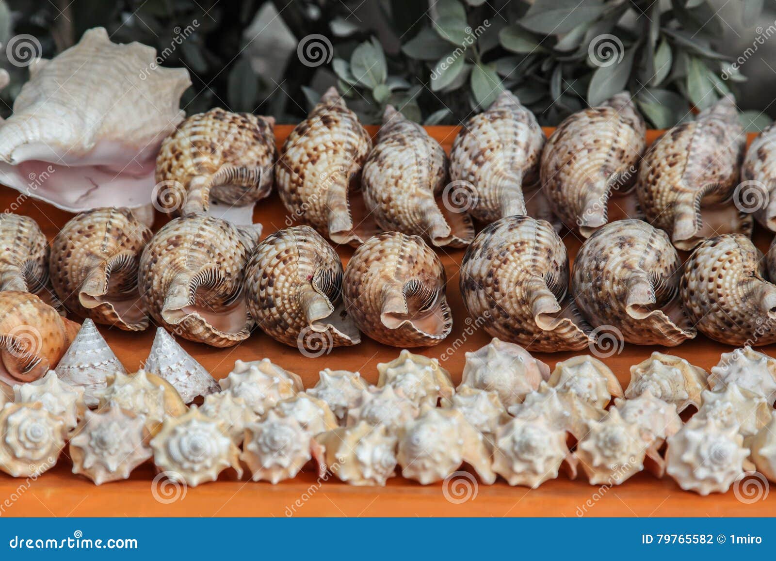 Ocean Shells Stock Image | CartoonDealer.com #67401973