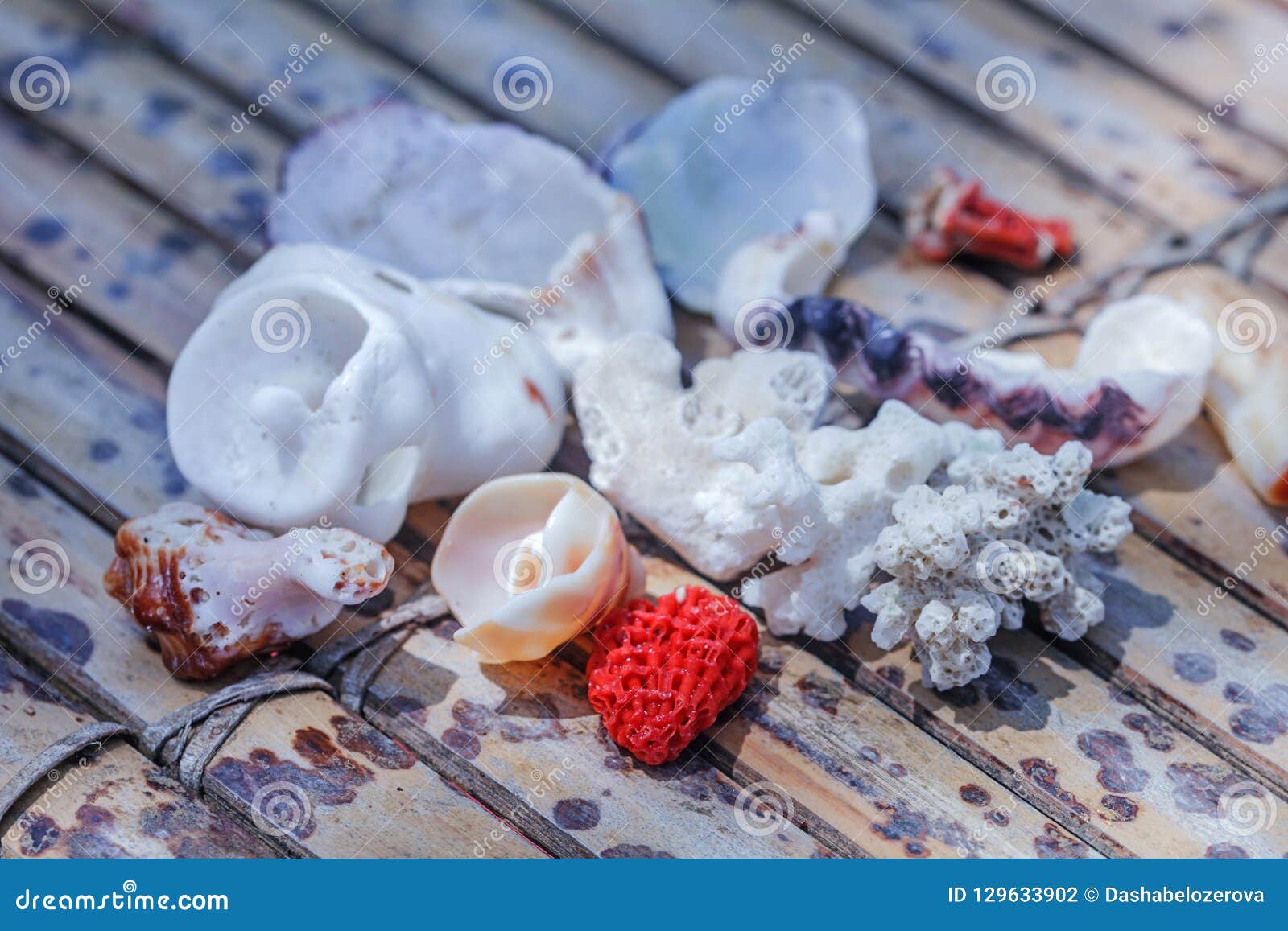 Ocean shells and red coral stock photo. Image of mood - 129633902