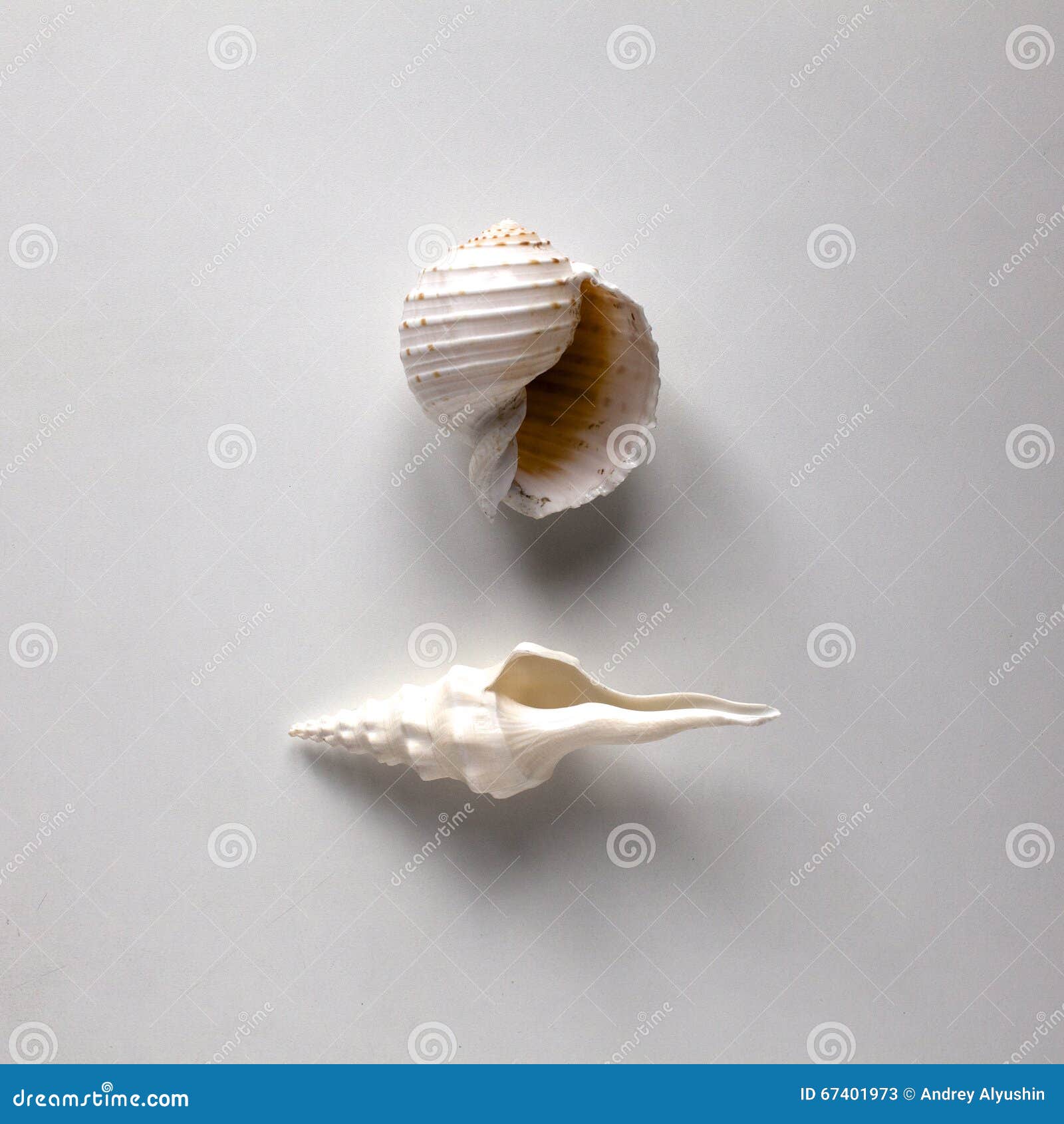 Ocean shells stock image. Image of seashell, crustacean - 67401973