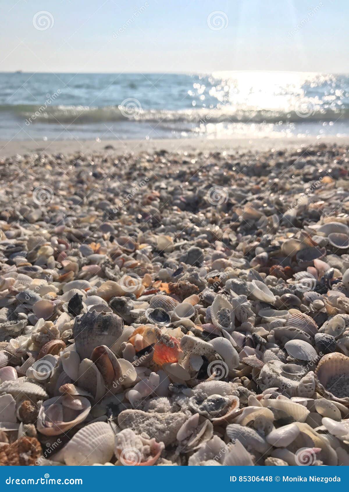 Ocean Shells stock photo. Image of vacation, sunshine - 85306448