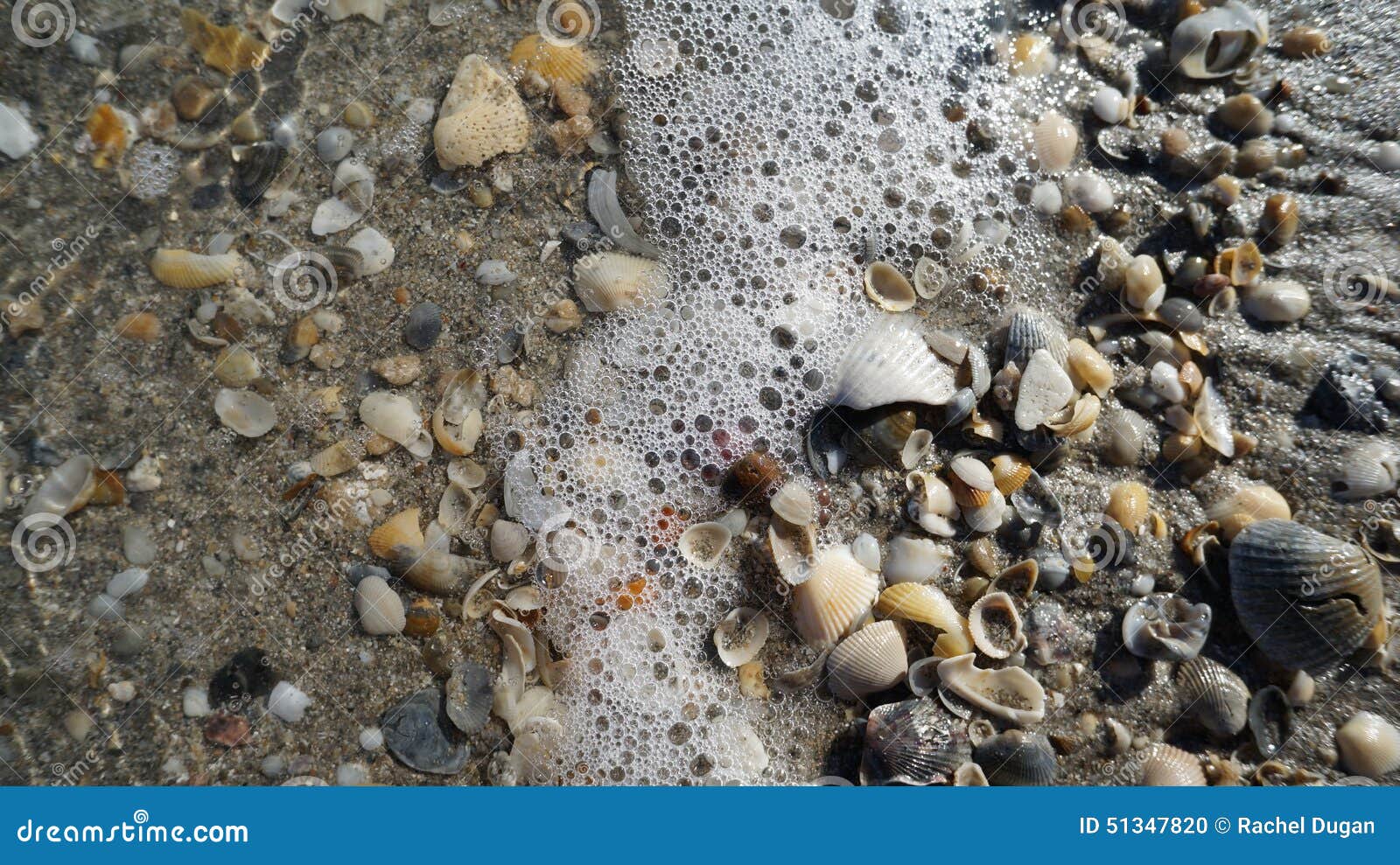 Ocean shells stock photo. Image of shells, vacation, sand - 51347820