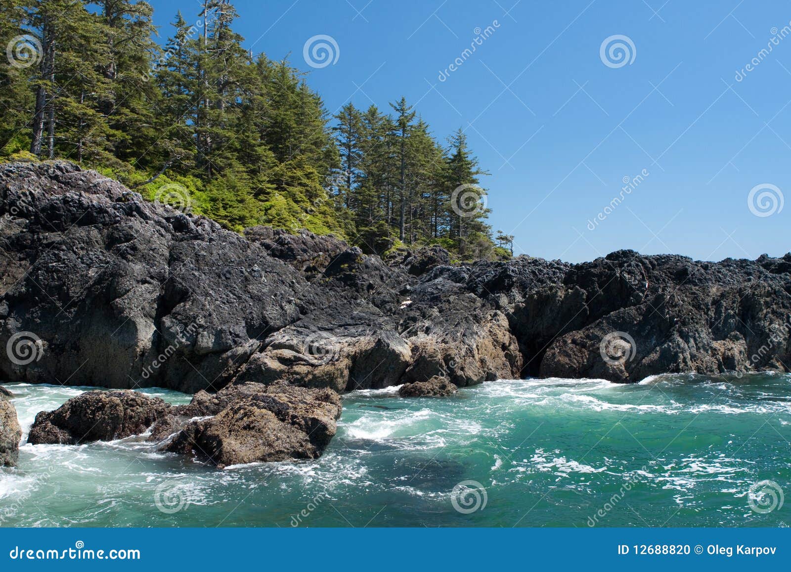 Ocean shore with forest stock photo. Image of landscape - 12688820