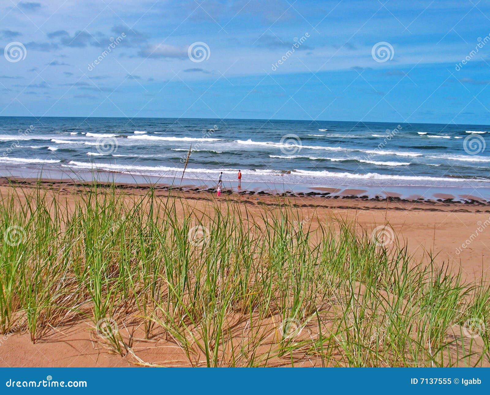 Ocean side grass stock image. Image of green, waves, water - 7137555