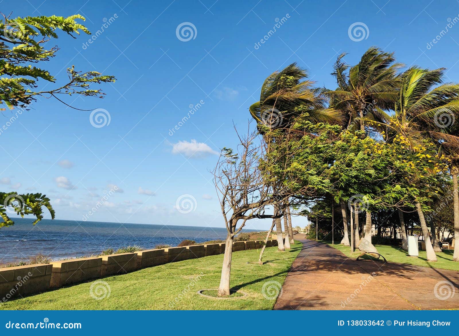 Ocean Side Walkway with Tropical Trees Stock Photo - Image of side ...