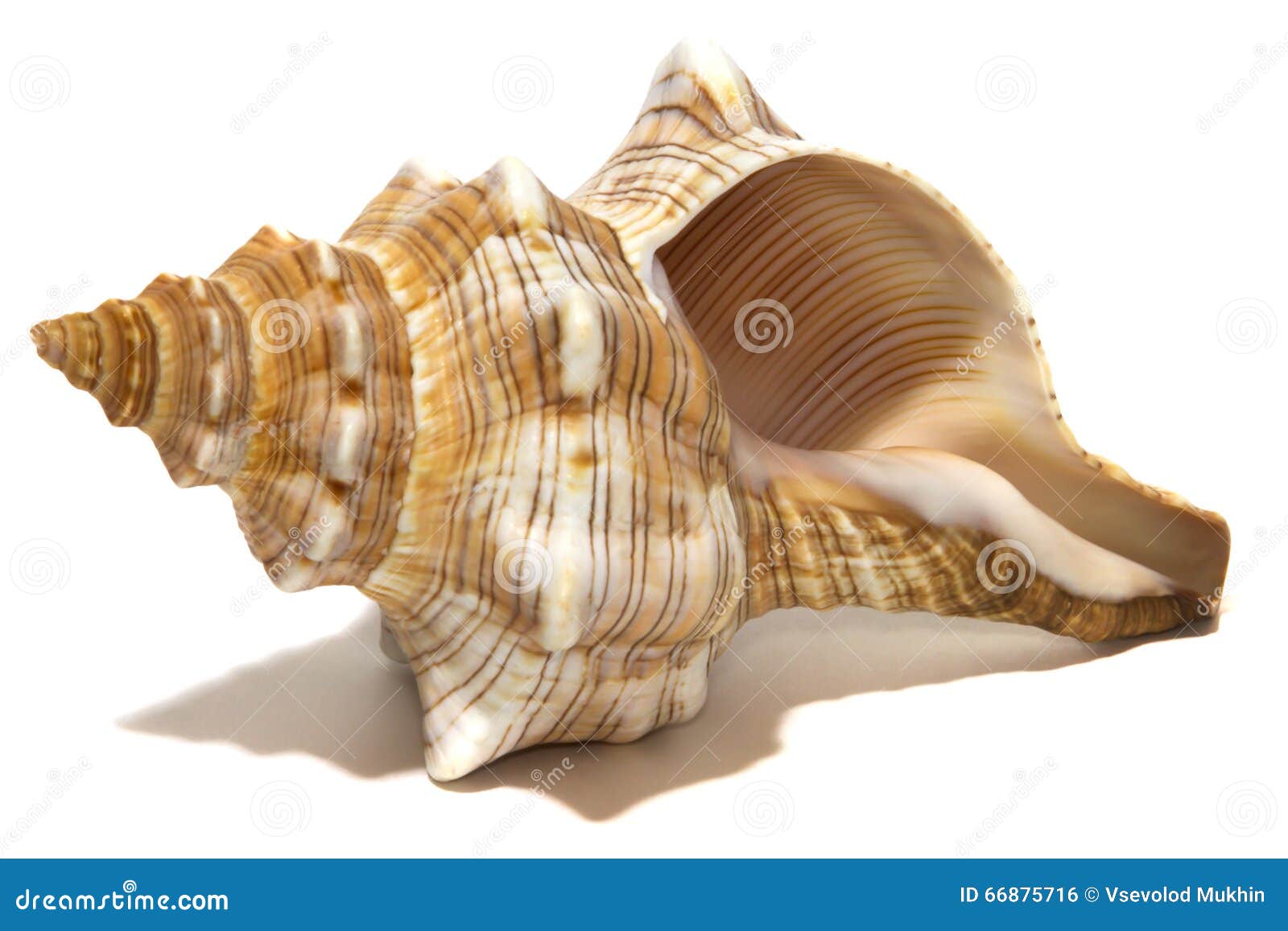 Ocean Spiral Shell on White Stock Photo - Image of creature, tropical ...