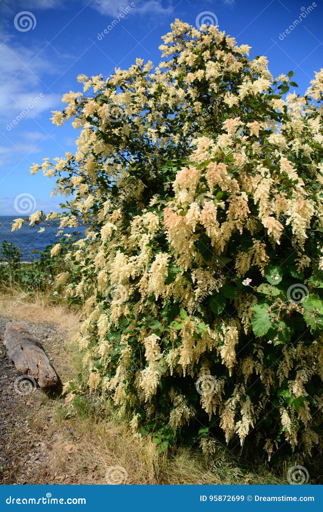 Ocean Spray stock image. Image of canada, flower, full - 95872699
