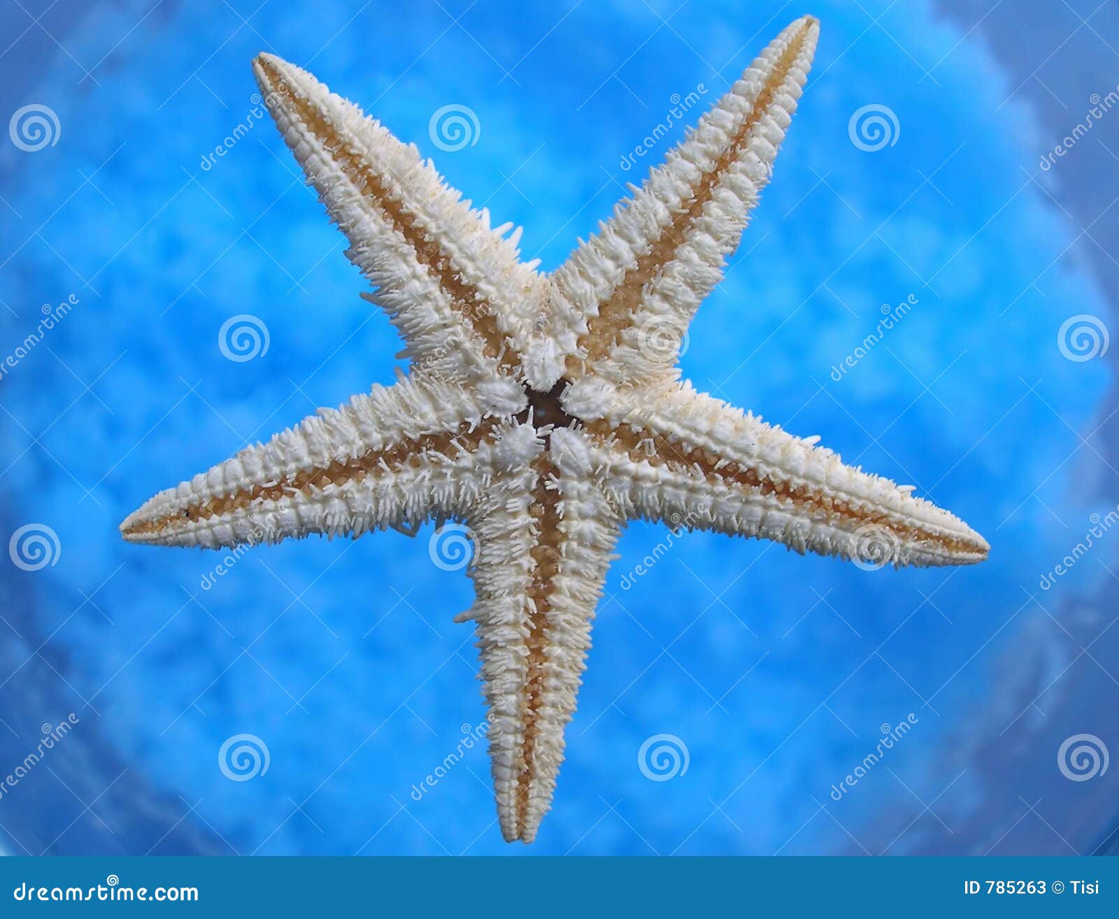 Ocean star stock image. Image of star, beach, wildlife - 785263