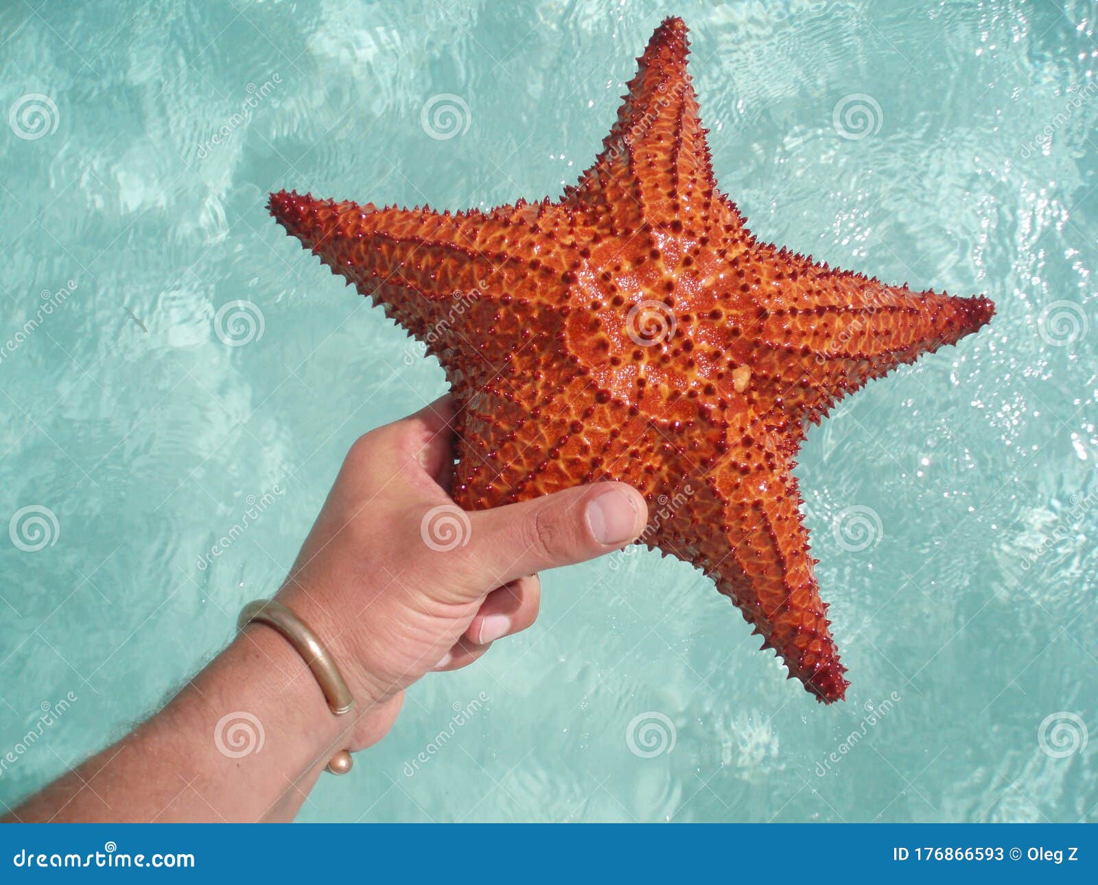 OCEAN STAR stock image. Image of live, ocean, real, star - 176866593