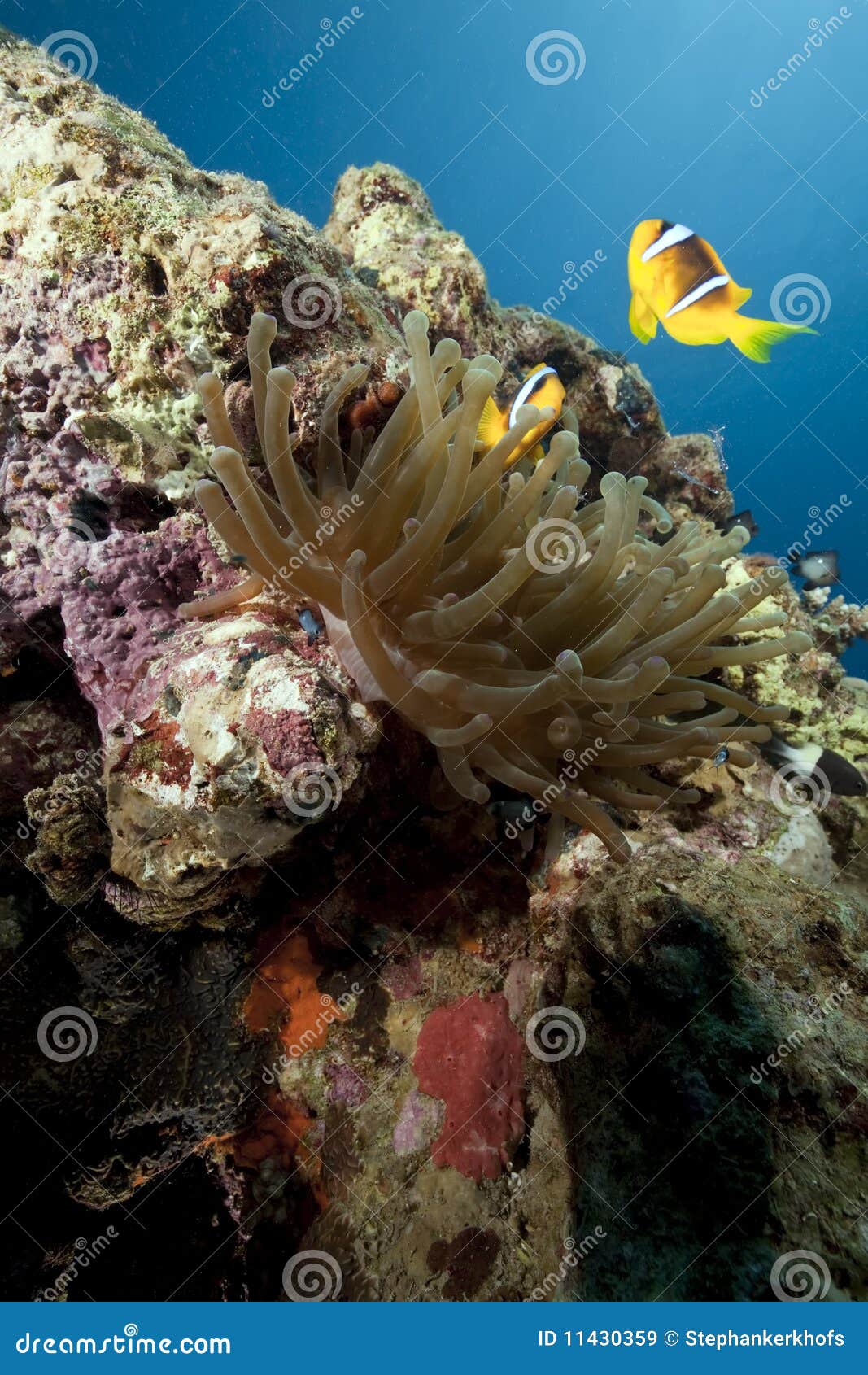 Ocean, sun and anemone stock image. Image of depth, submerged - 11430359