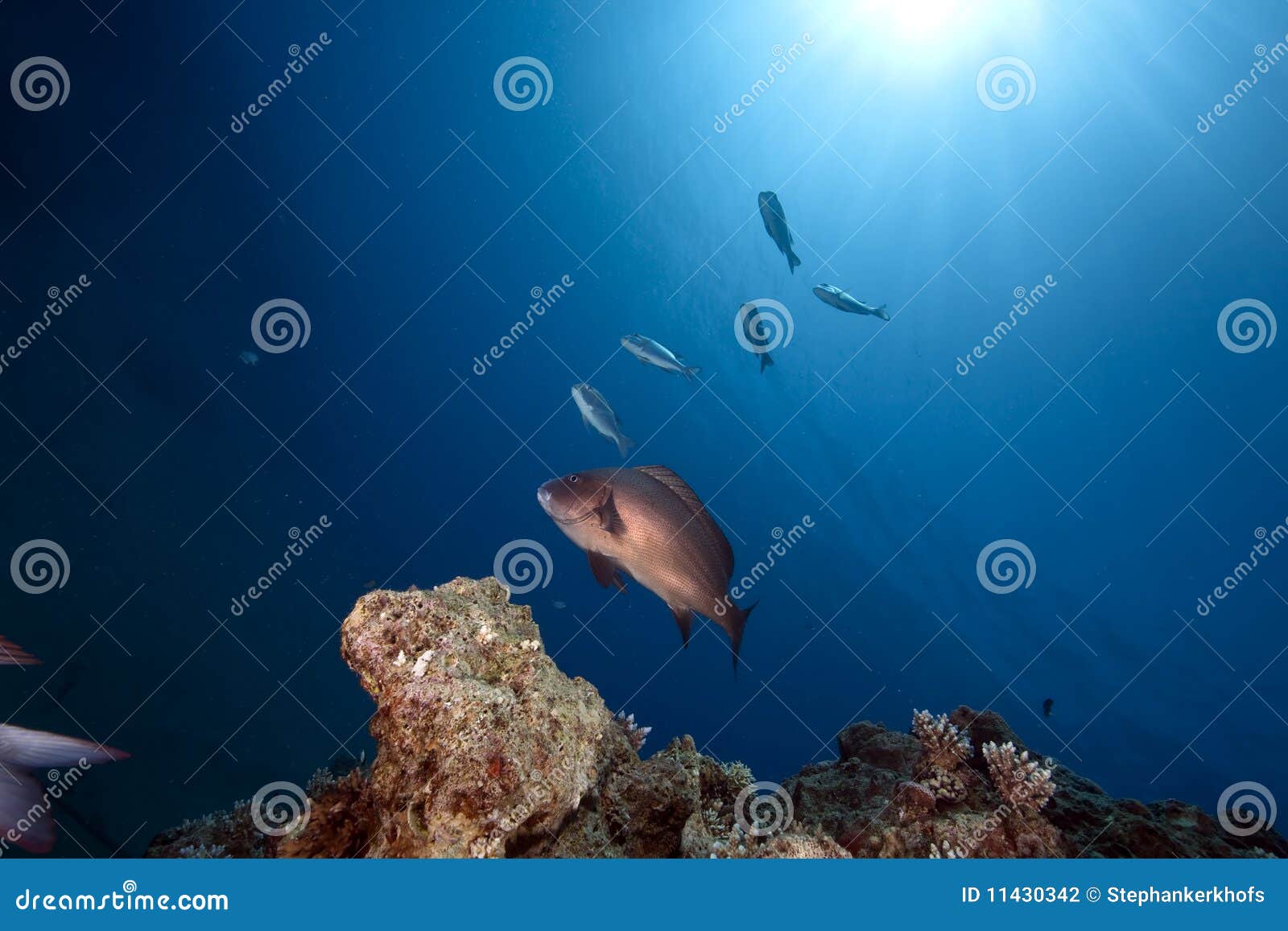 Ocean, sun and fish stock photo. Image of seascape, submerged - 11430342