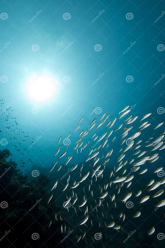 Ocean, sun and fish stock photo. Image of aquatic, color - 16443930