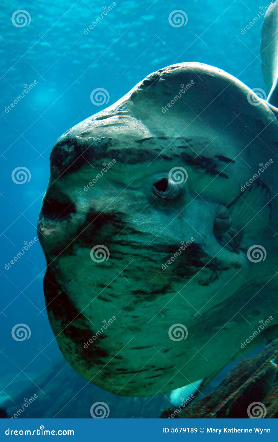Ocean Sun fish stock image. Image of unusual, salt, head - 5679189