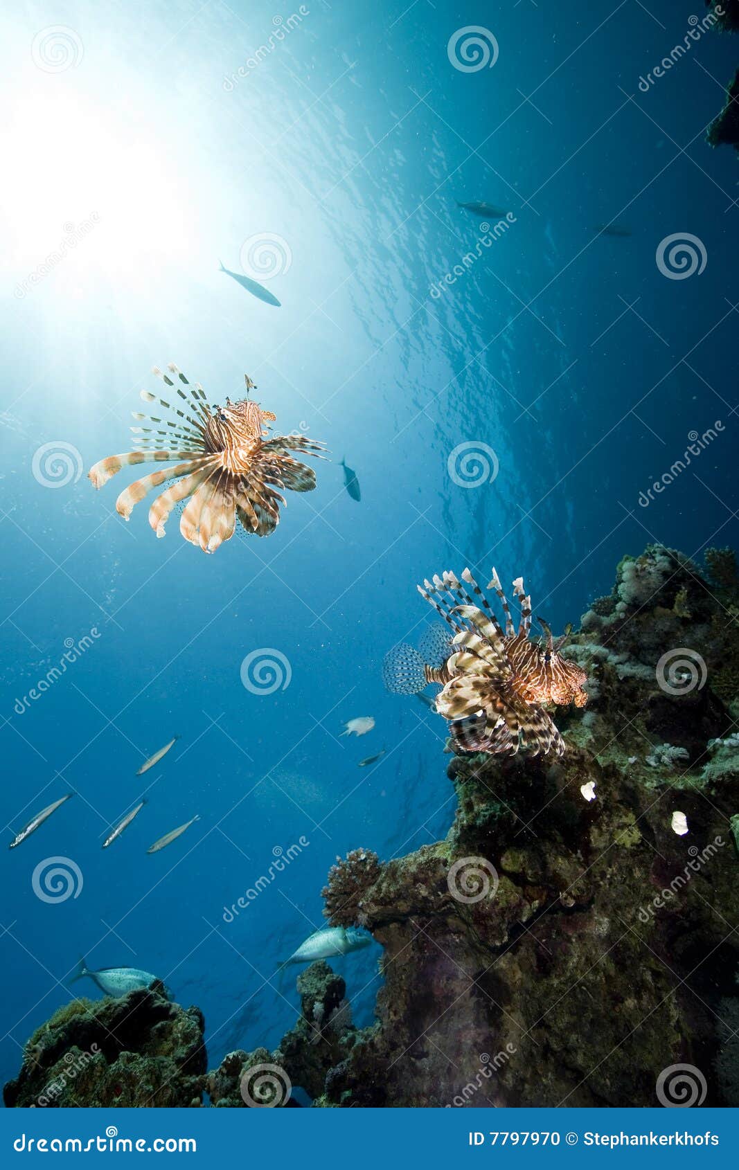 Ocean, sun and fish stock photo. Image of colony, marine - 7797970