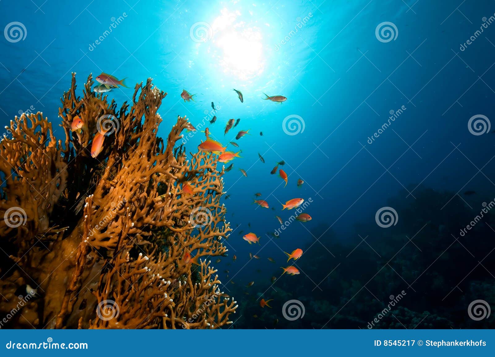 Ocean,sun and fish stock image. Image of wave, diving - 8545217