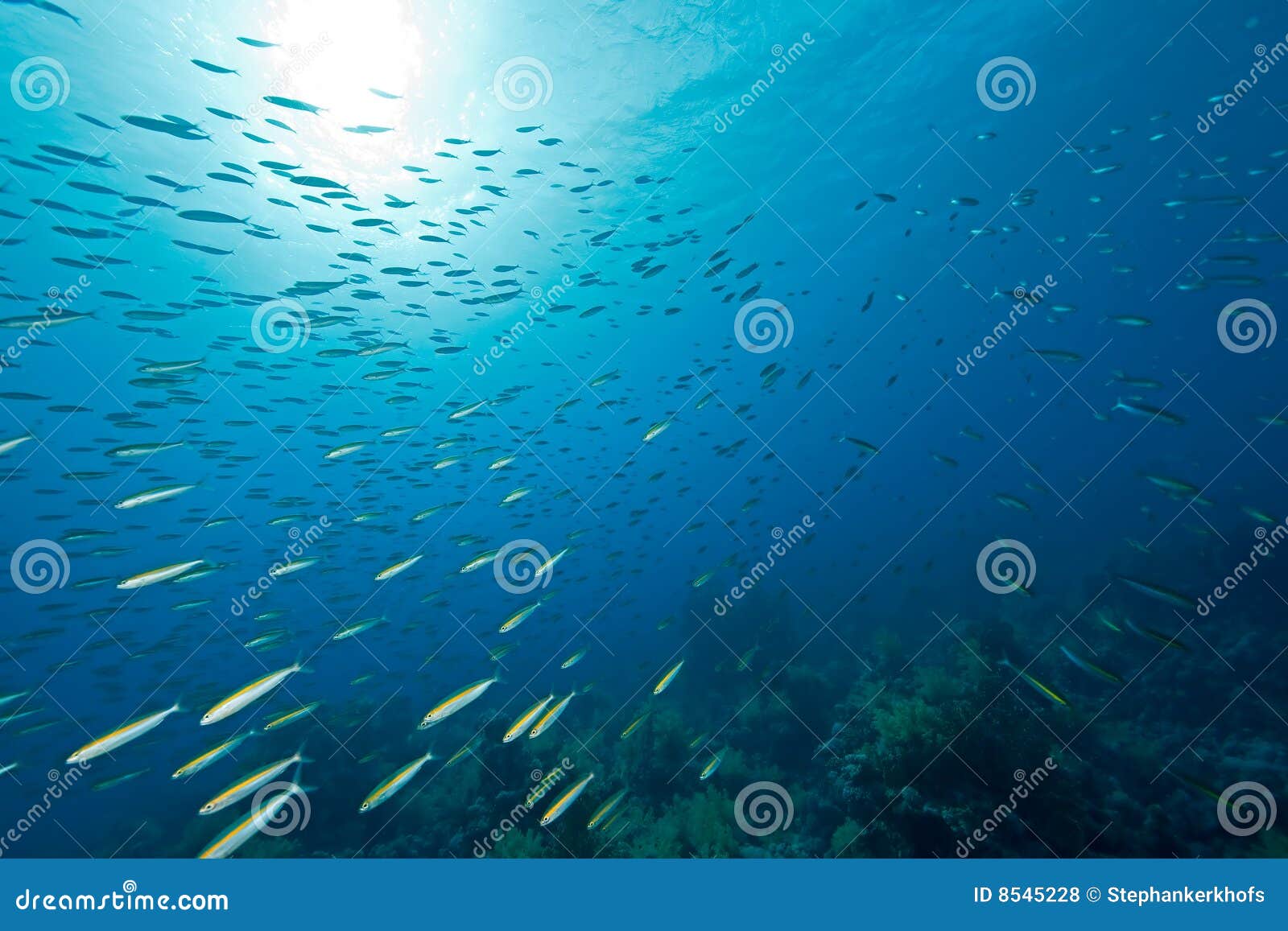 Ocean,sun and fish stock photo. Image of underwater, bright - 8545228