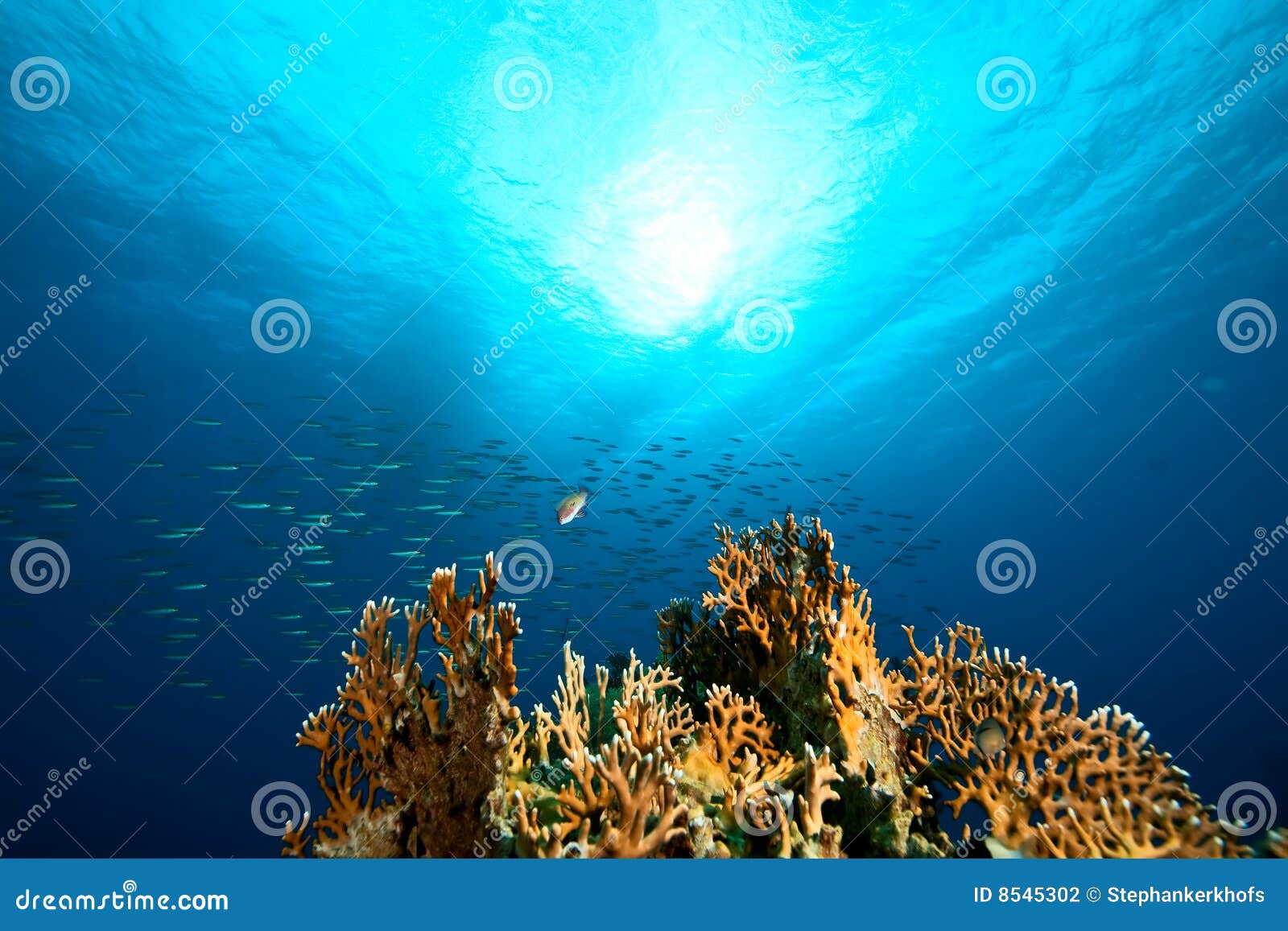 Ocean,sun and fish stock photo. Image of purity, marine - 8545302