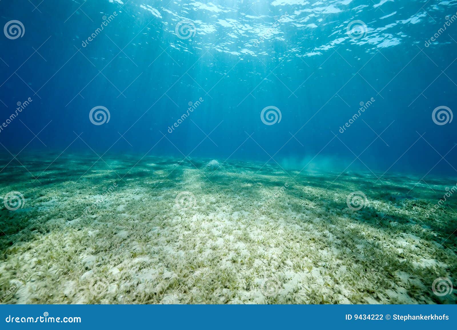 Ocean, sun and fish stock photo. Image of rays, sunlight - 9434222