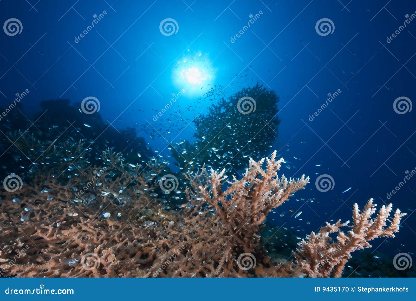 Ocean, sun and fish stock photo. Image of recreation, nature - 9435170