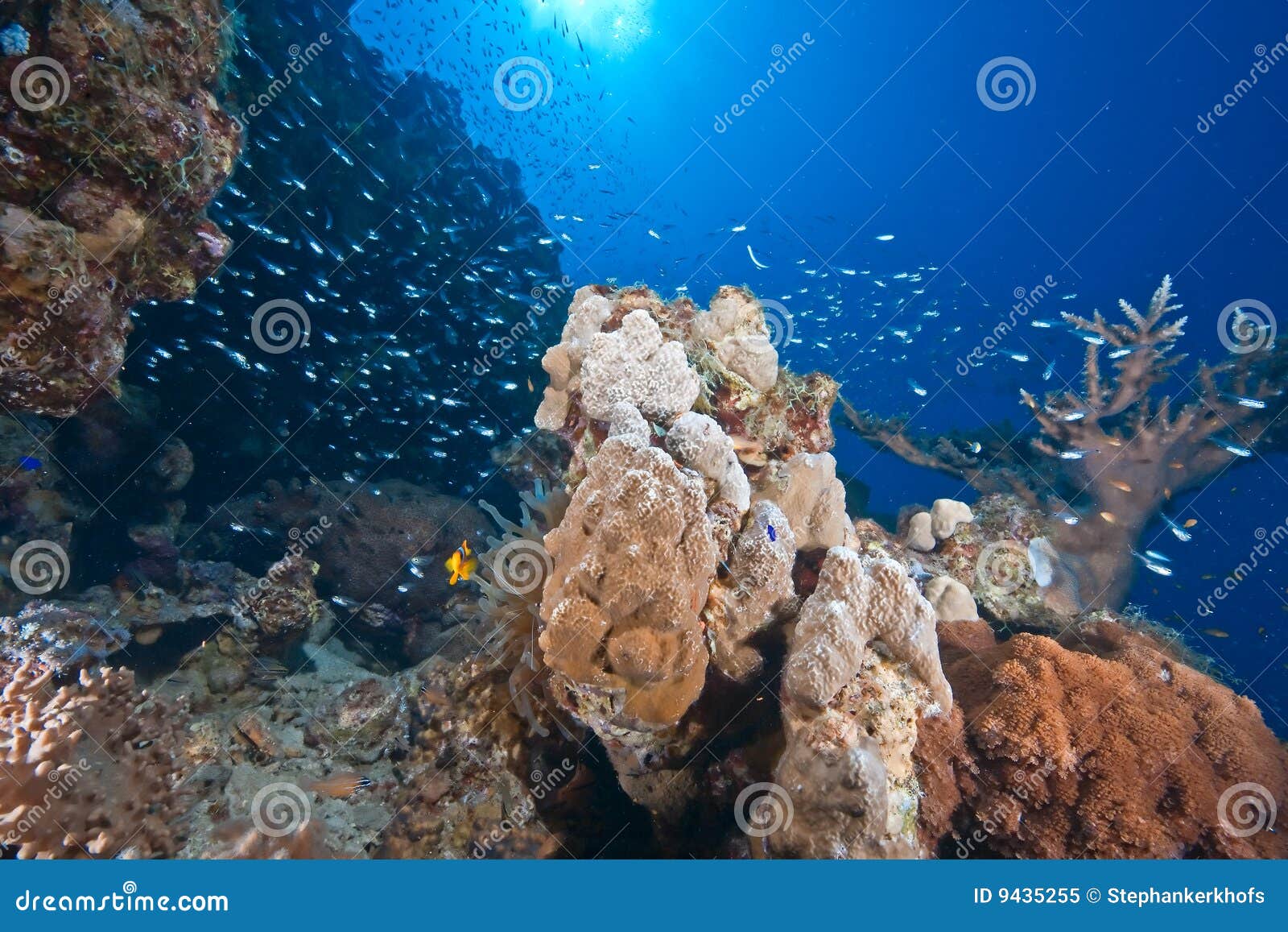 Ocean, sun and fish stock image. Image of sunshine, ocean - 9435255