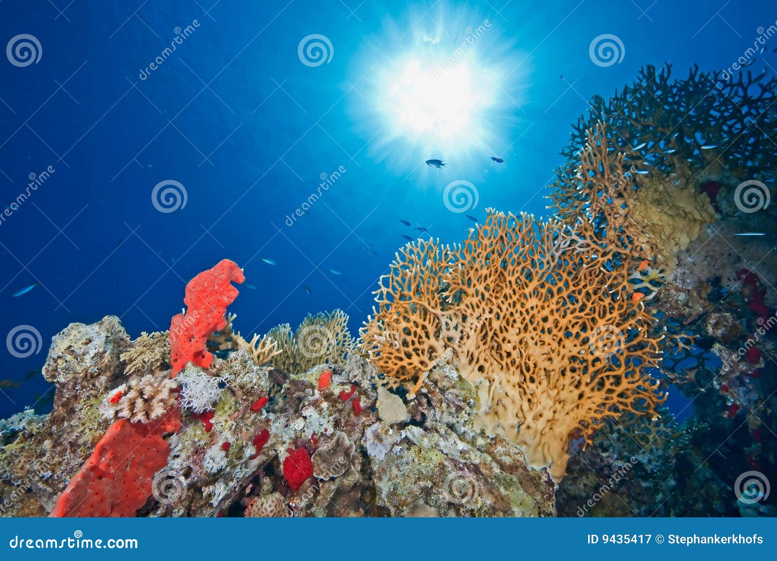 Ocean, sun and fish stock image. Image of freshness, aquatic - 9435417