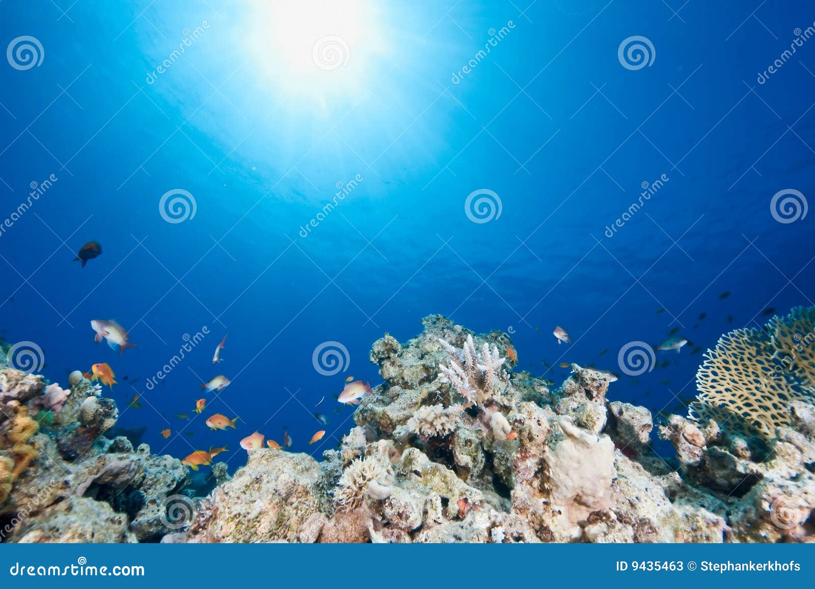 Ocean, sun and fish stock image. Image of bright, animal - 9435463