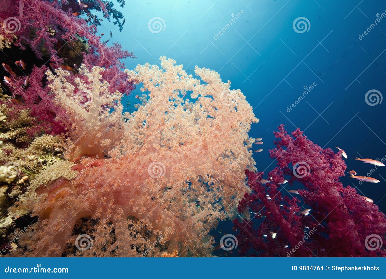 Ocean, sun and fish stock photo. Image of exotic, tropical - 9884764